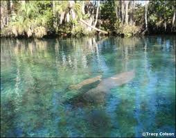 Visit | Crystal River FL